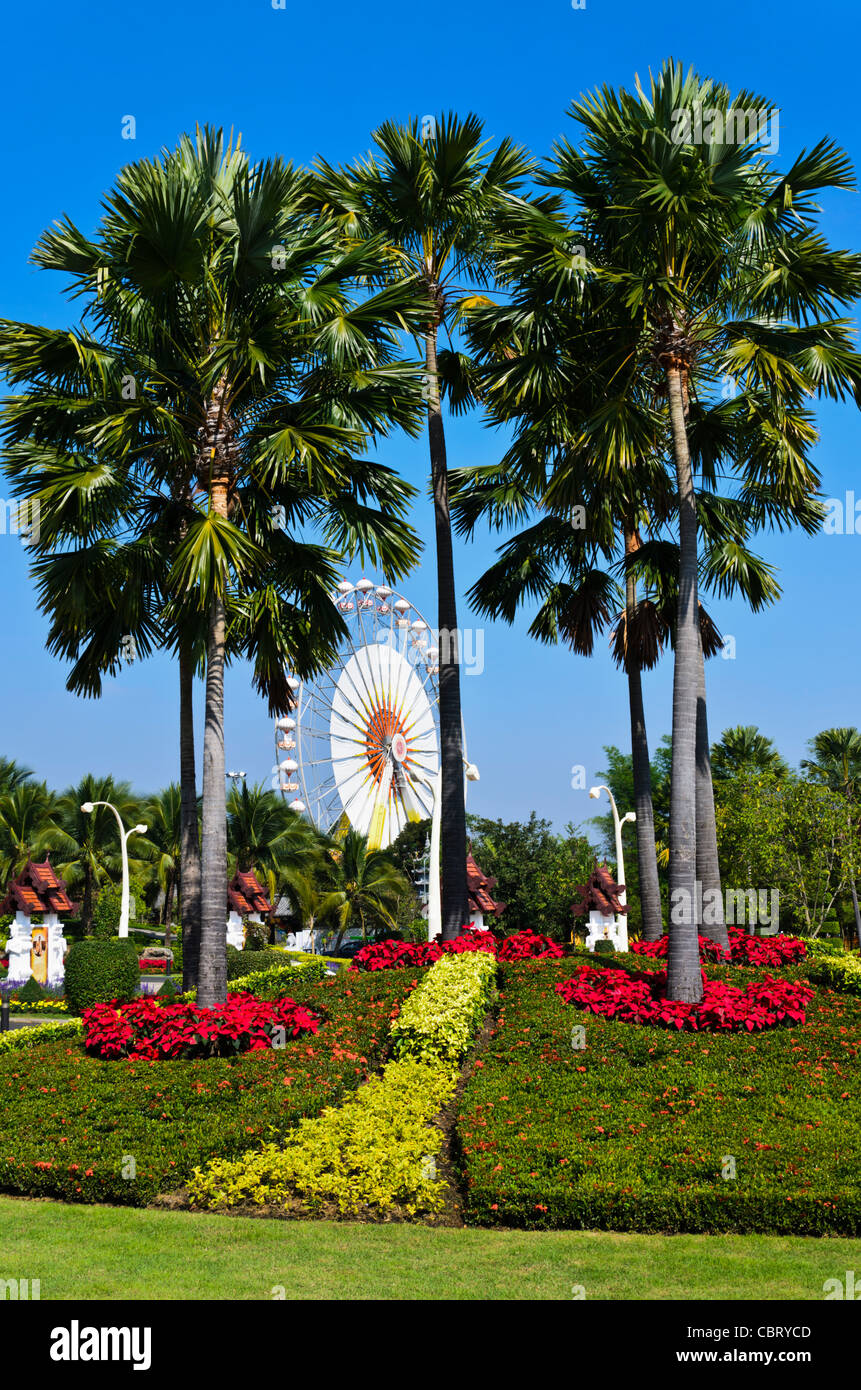 Huge palm trees hi-res stock photography and images - Alamy