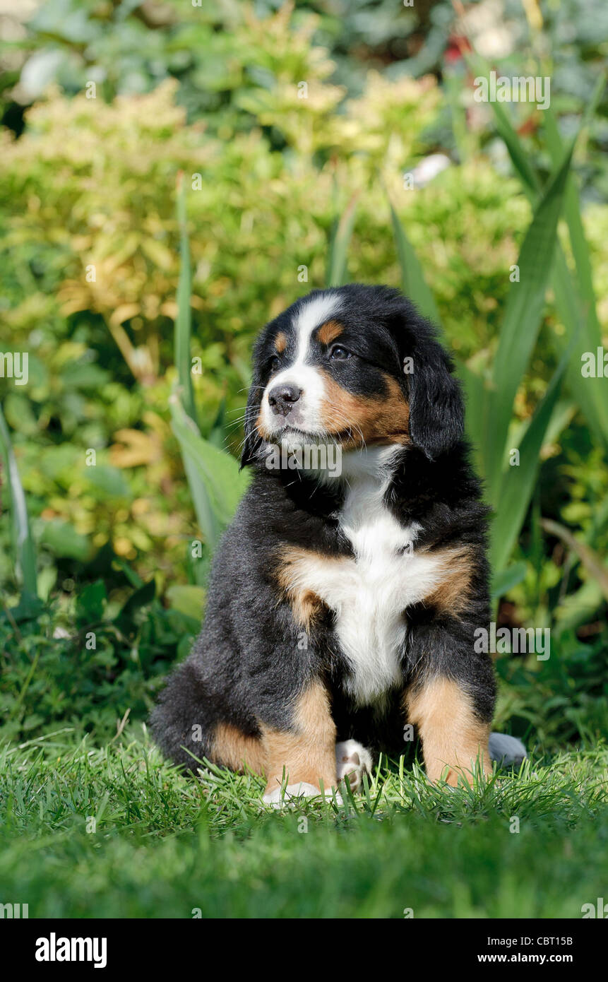 Bernese Mountain Dog puppy portrait in garden Stock Photo - Alamy