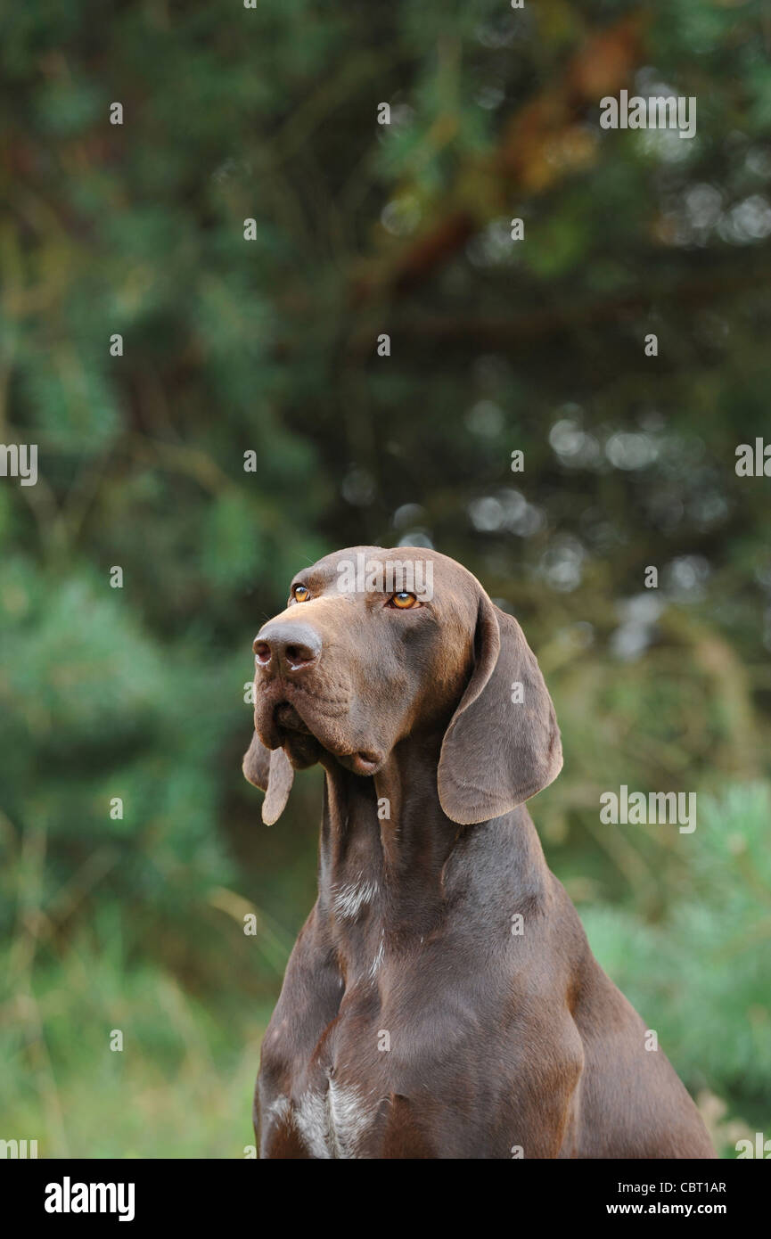 German Pointer High Resolution Stock Photography and Images - Alamy