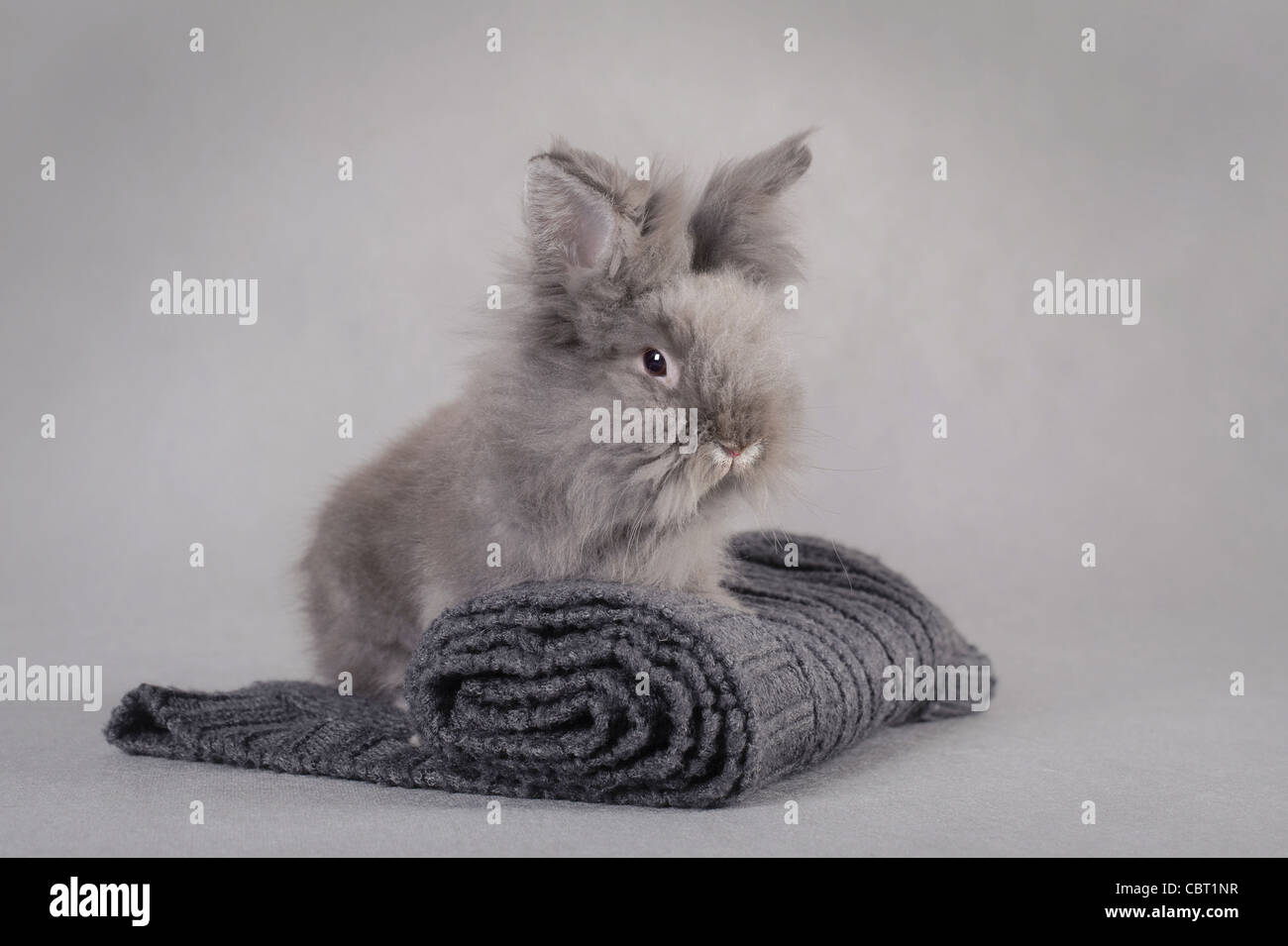 Rabbit hop hi-res stock photography and images - Alamy