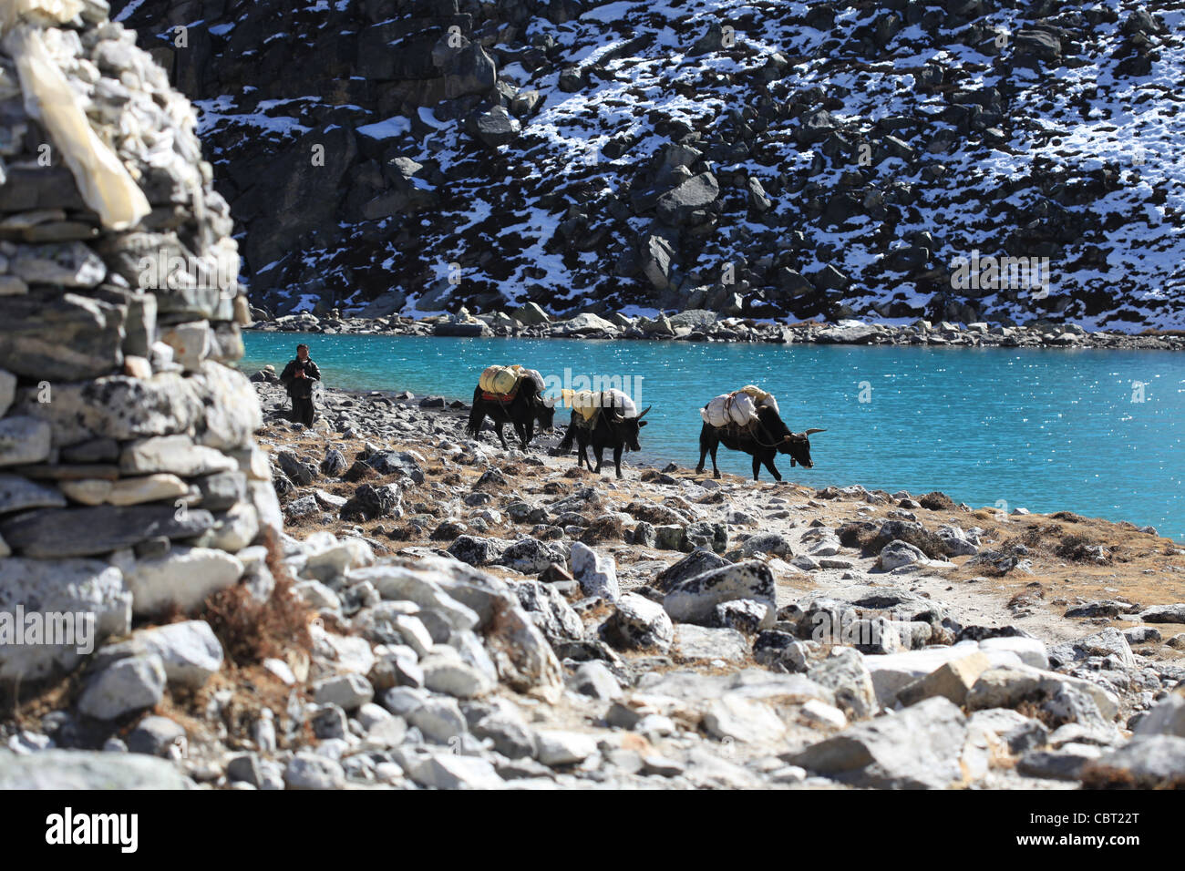 Yak train in the Gokyo Valley Glacial Lake in the Himalayas Stock Photo ...