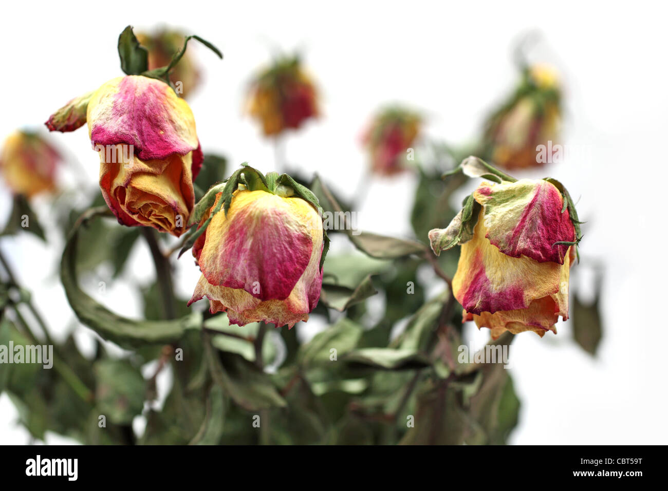 Wilted flowers hi-res stock photography and images - Alamy