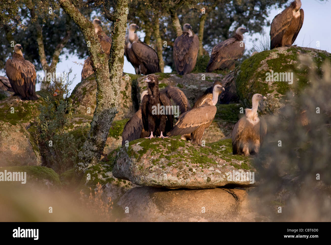 Griffon Vultures and a single black Vulture resting on moss covered ...