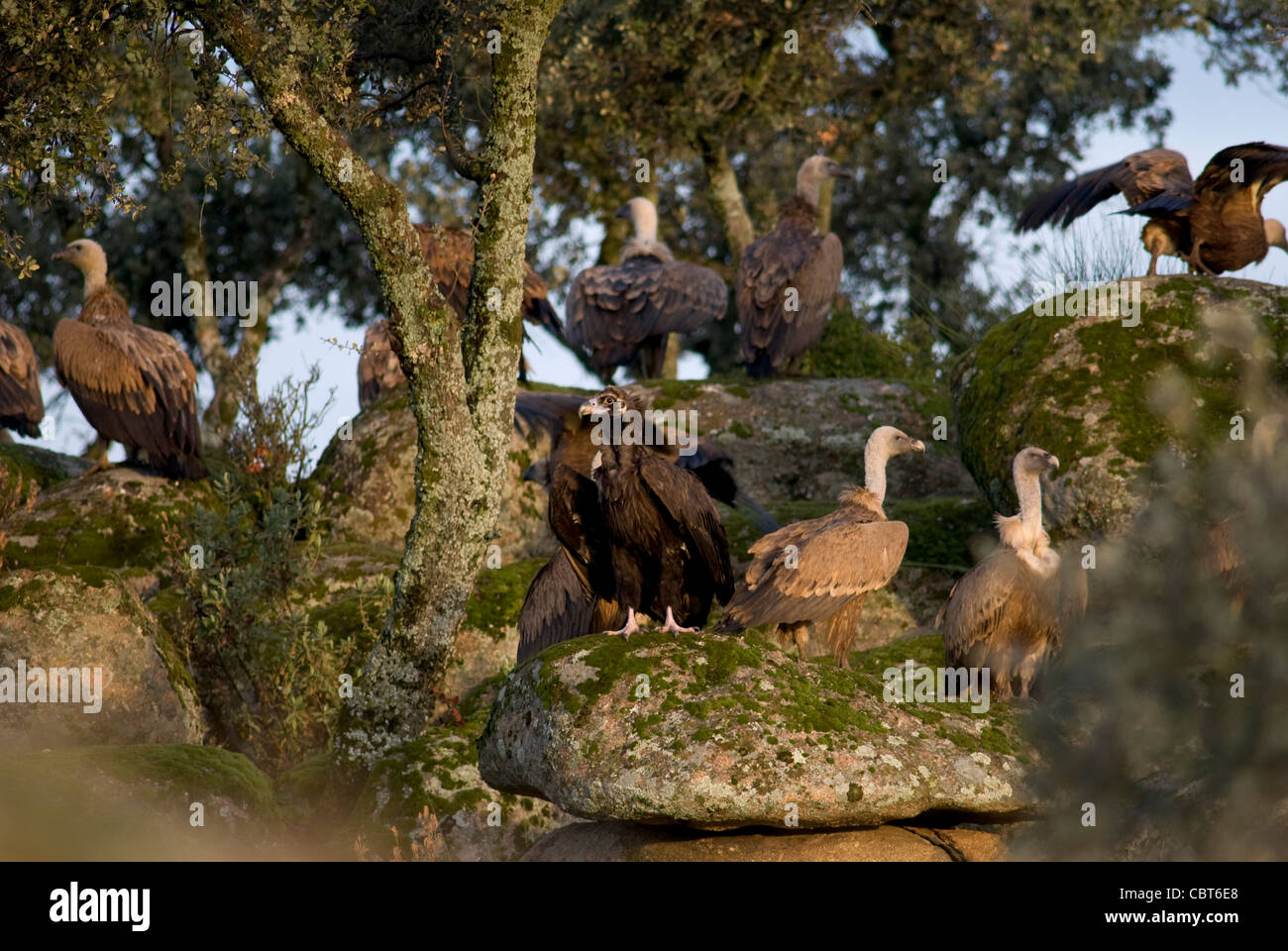 Holm oak trees hi-res stock photography and images - Alamy