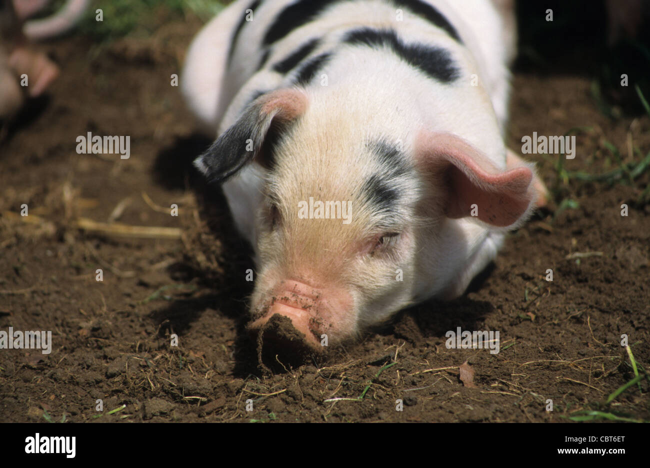 Old Spot piglet sleeping. UK Stock Photo - Alamy