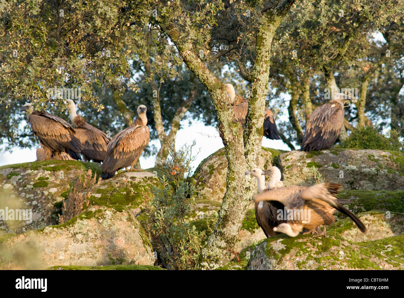 Griffon Vultures resting on moss covered granite boulders with holm oak ...