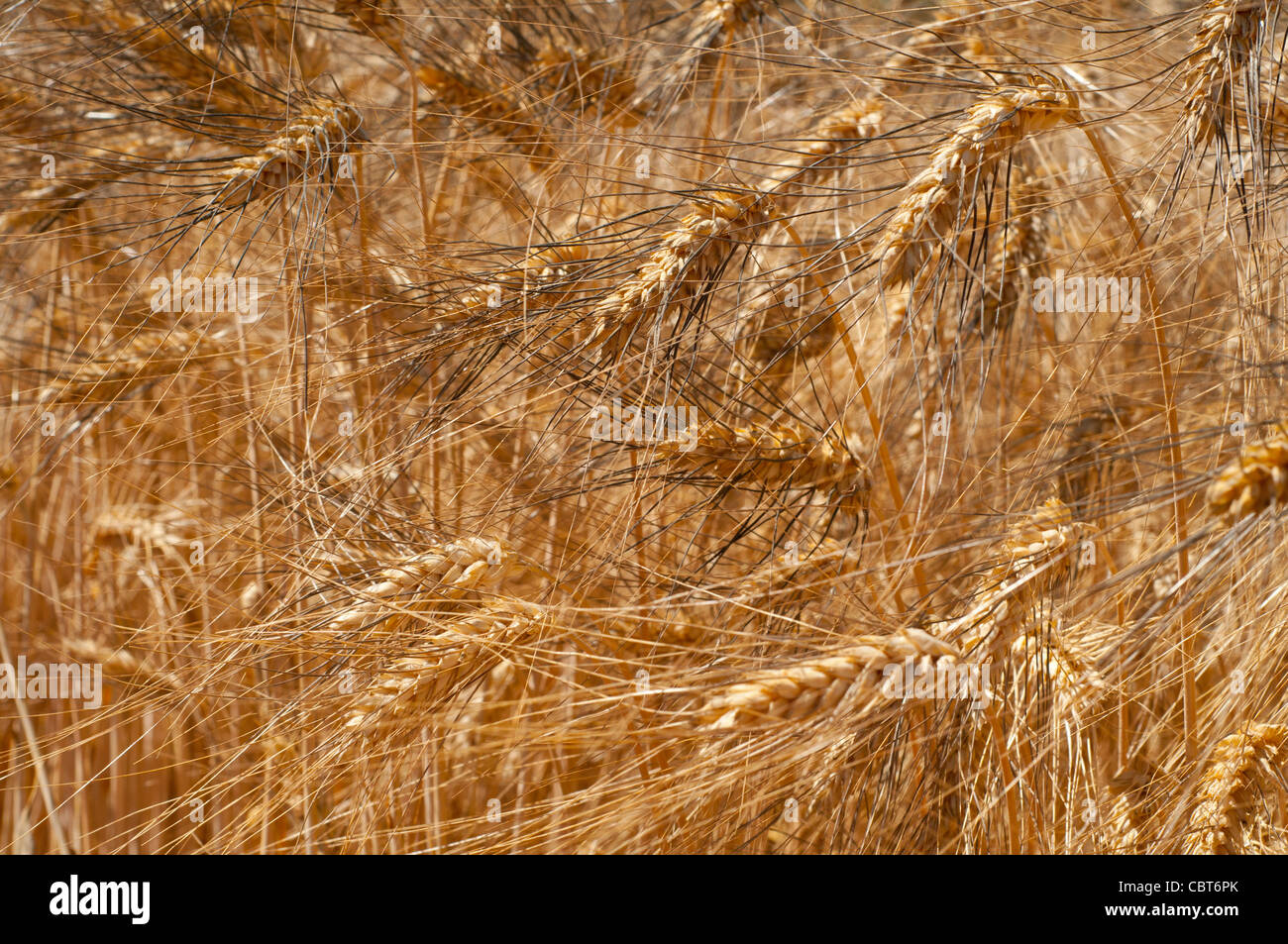 dry wheat ready for harvest Stock Photo - Alamy