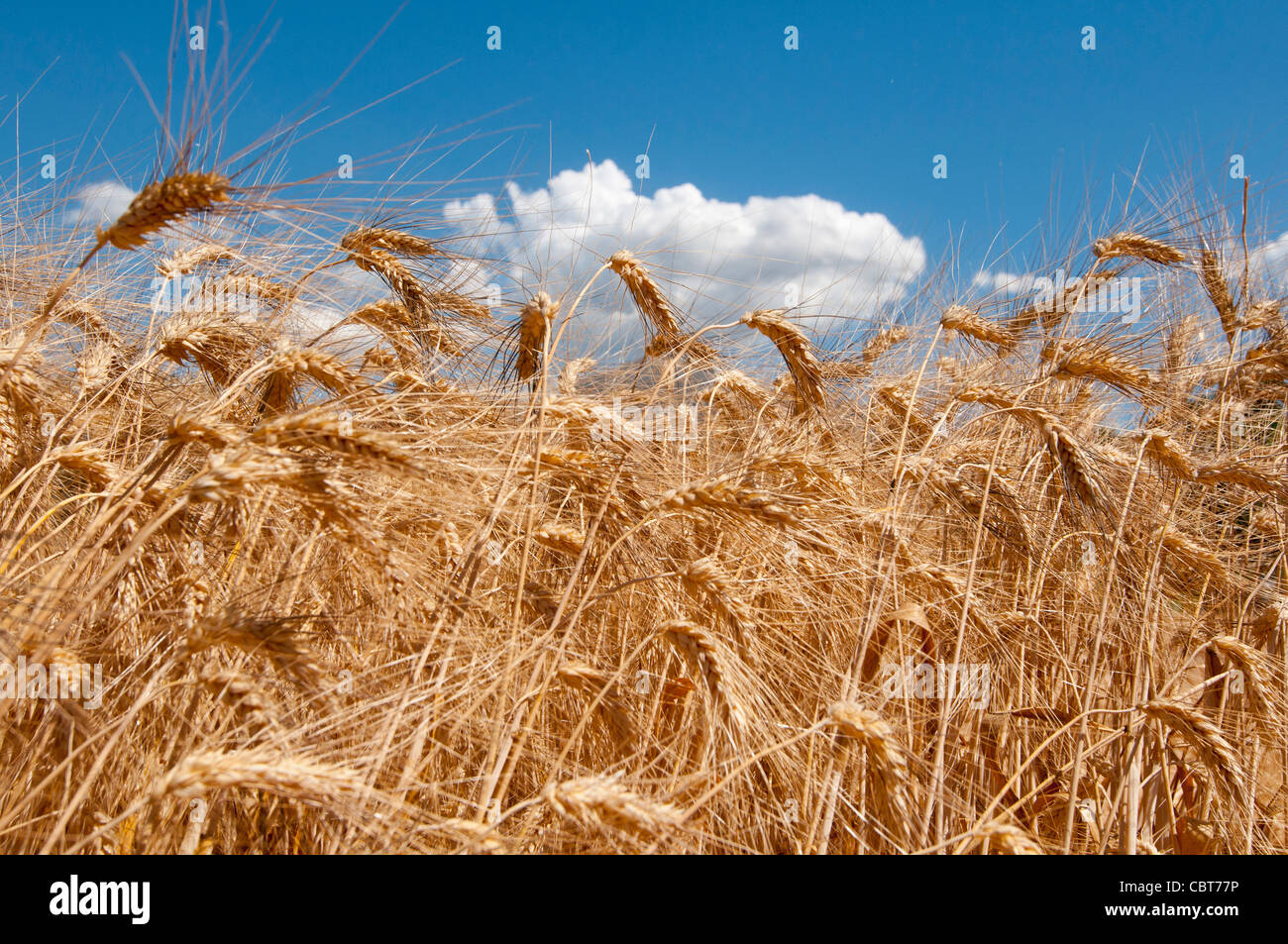 dry wheat ready for harvest Stock Photo - Alamy