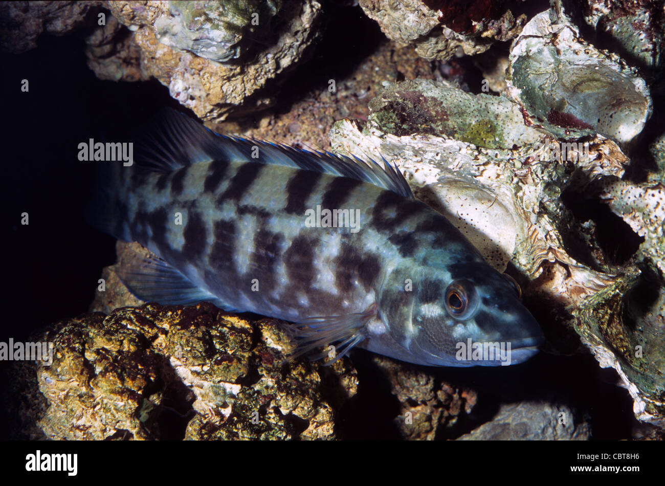Brown wrasse Labrus merula, Labridae, Mediterranean Sea Stock Photo - Alamy
