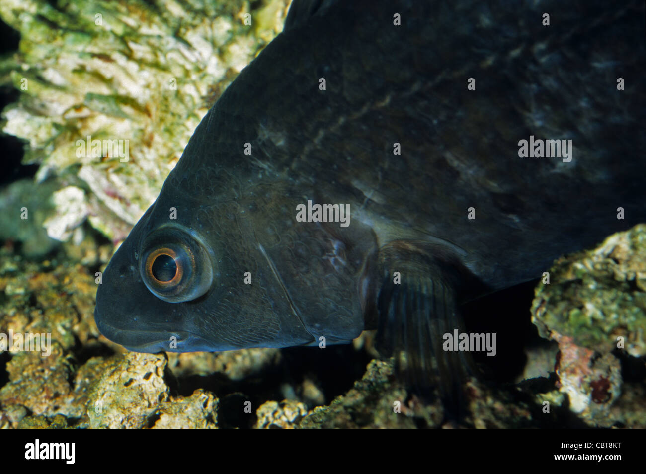 Labridae mediterranean hi-res stock photography and images - Alamy