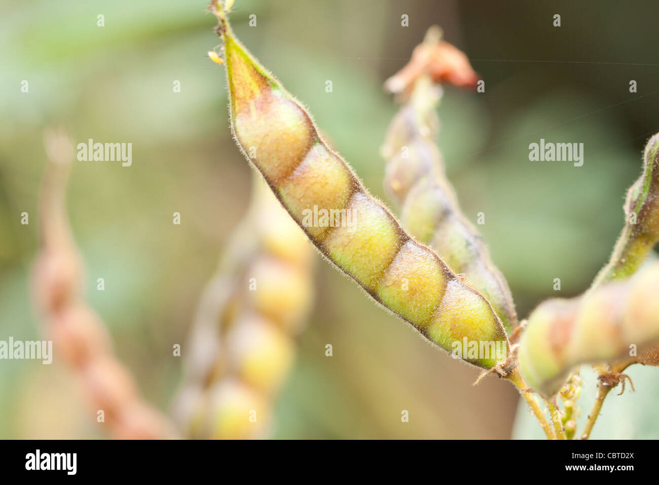 Lentil,small annual legume of the pea family (Leguminosae) and its lens ...