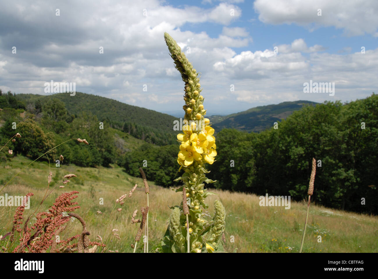 Common mullen or mullein flowering on a meadow in the Ardeche mountains ...
