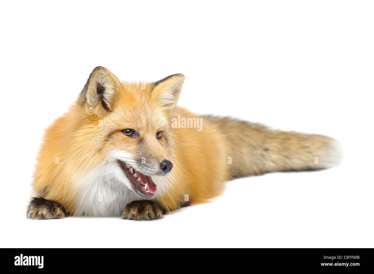 Red fox looking Cut Out Stock Images & Pictures - Alamy