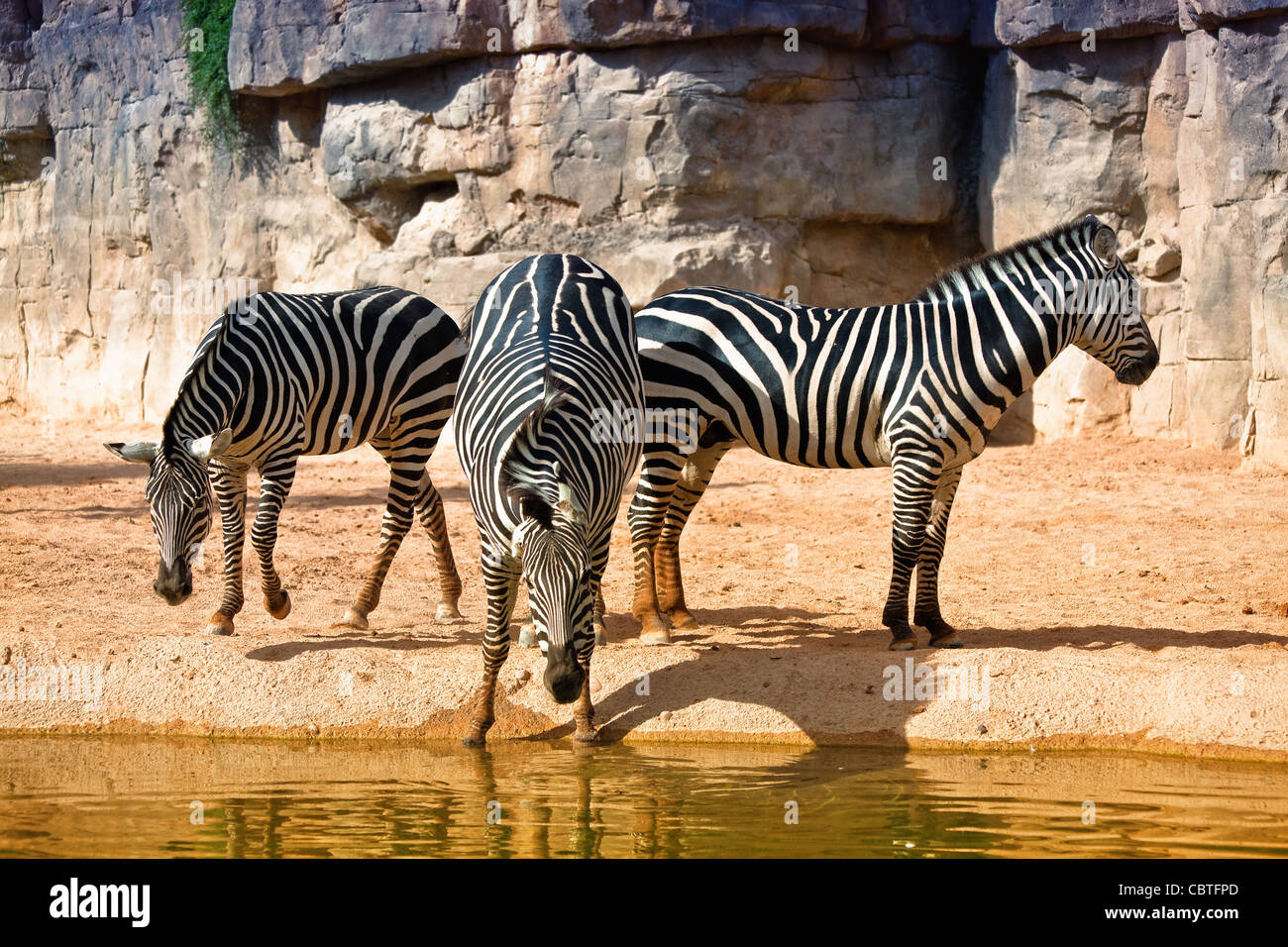 Zebras close up drinking hi-res stock photography and images - Alamy