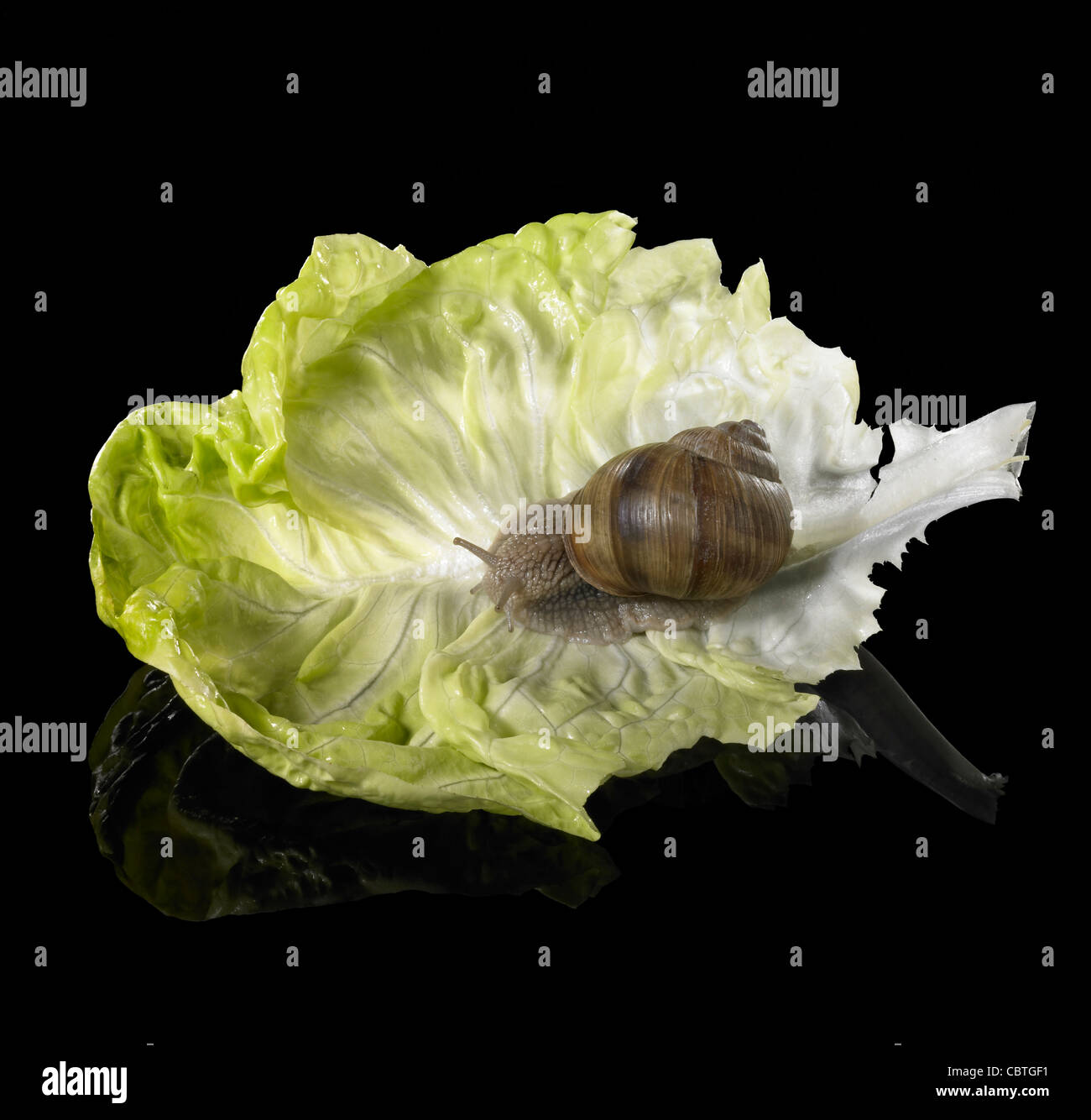 studio photography of a Grapevine snail on lettuce leaf in black ...