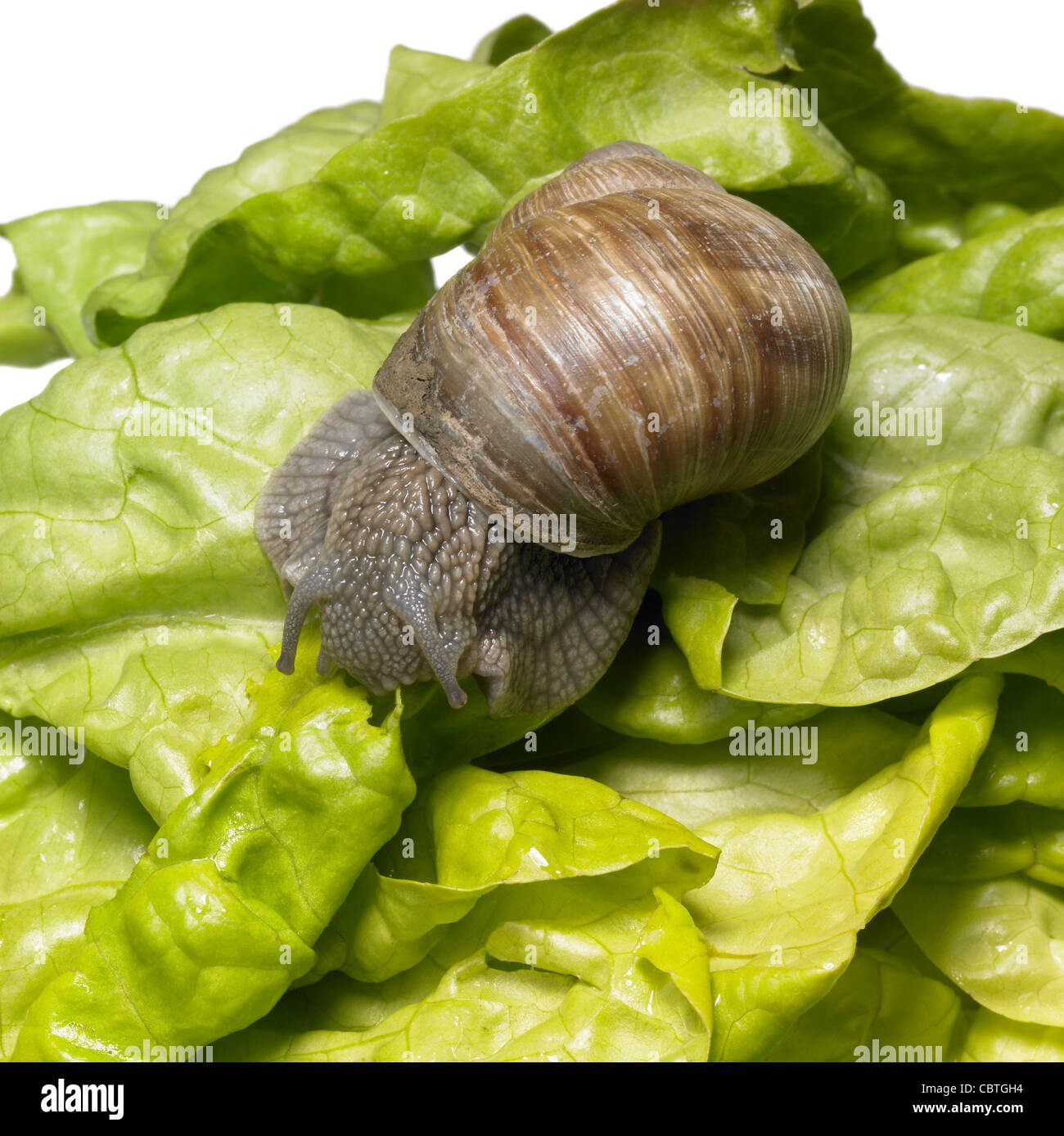 studio photography of a Grapevine snail on lettuce leaves Stock Photo ...