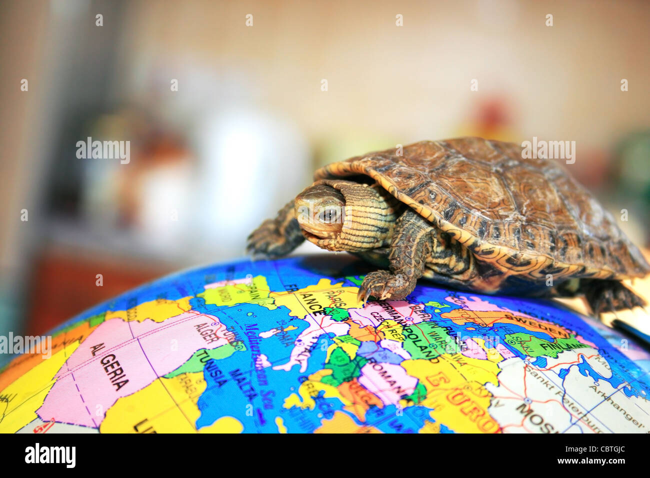 Turtle walking on globe Stock Photo - Alamy