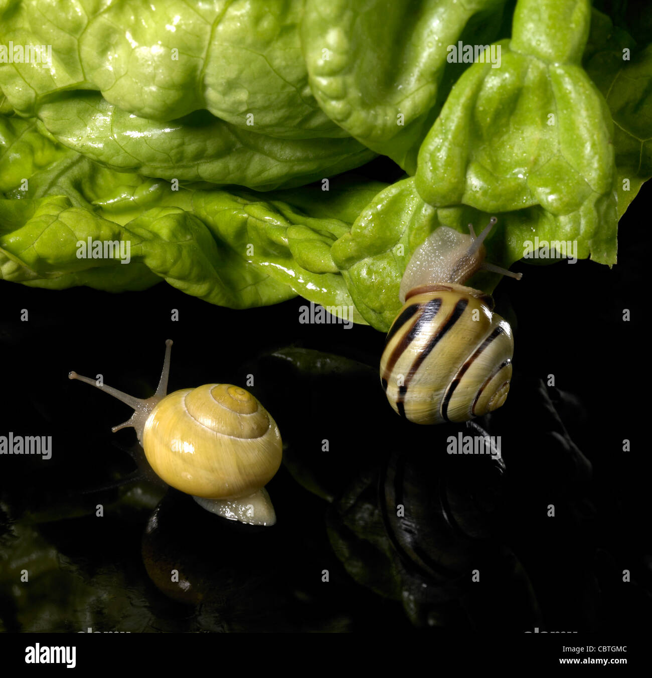 studio photography of two Grove snails and fresh green lettuce in dark ...