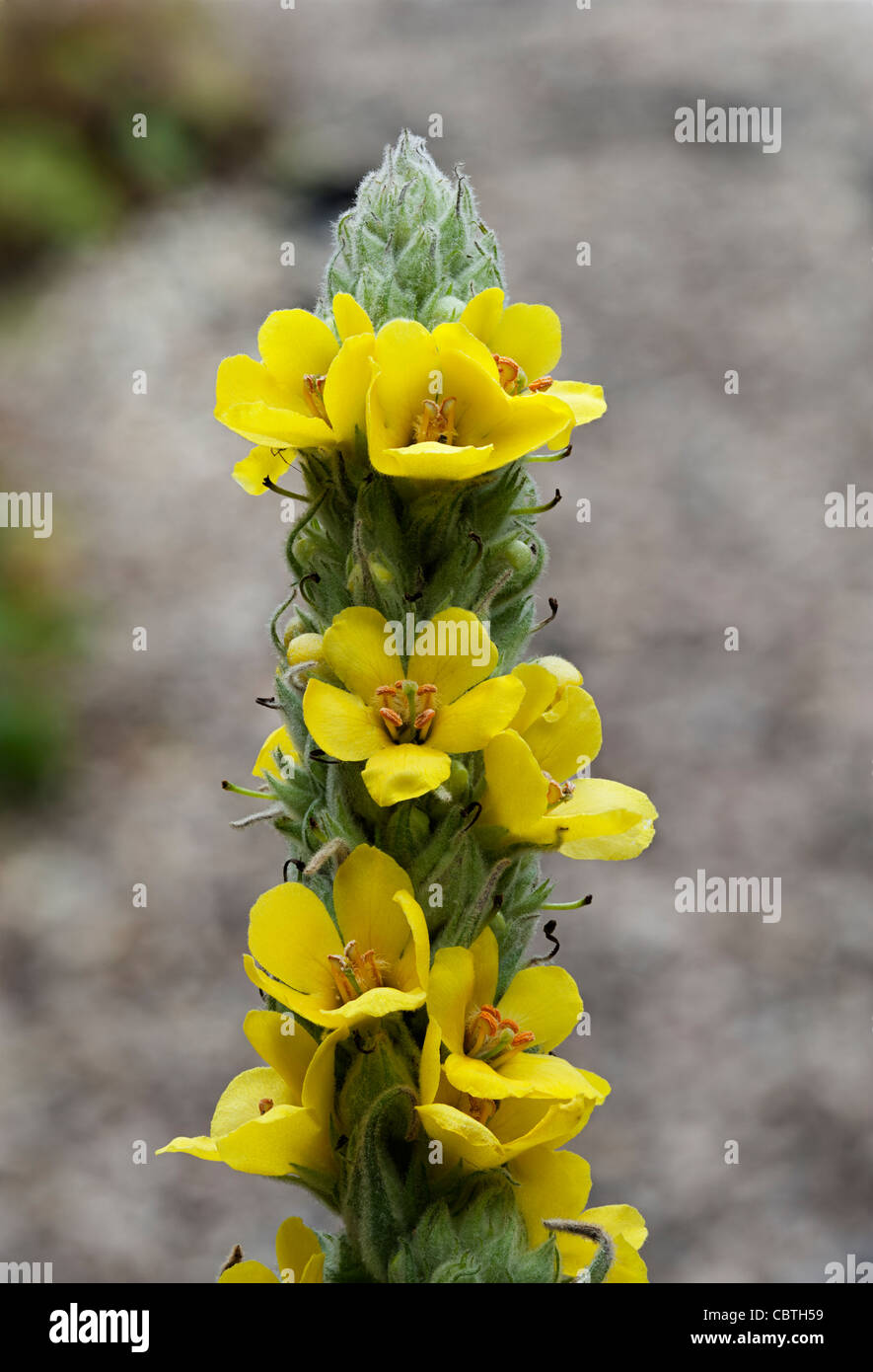 Great mullein Verbascum thapsus flower macro yellow Stock Photo - Alamy