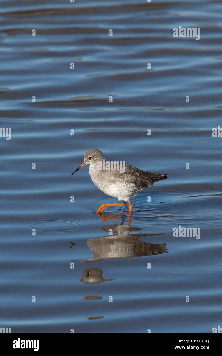 Common Redshank Tringa totanus adult in non-breeding winter plumage ...