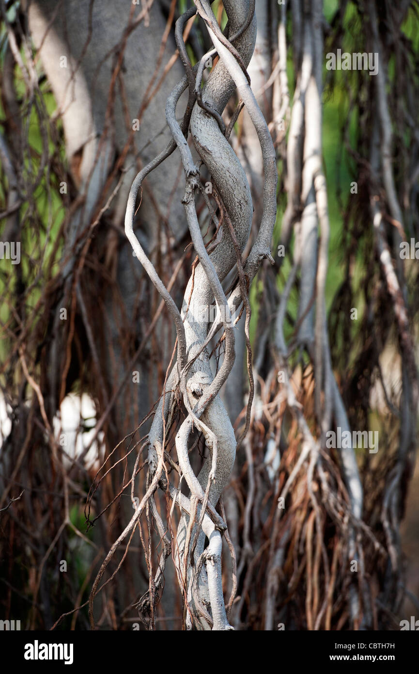 Ficus Benghalensis. Aerial prop roots of an Indian banyan tree Stock ...
