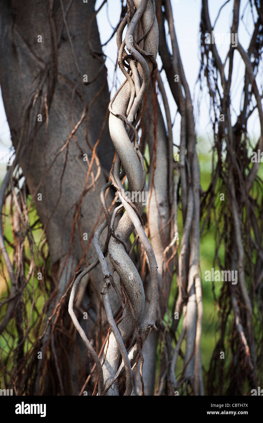 Ficus Benghalensis. Aerial prop roots of an Indian banyan tree Stock ...