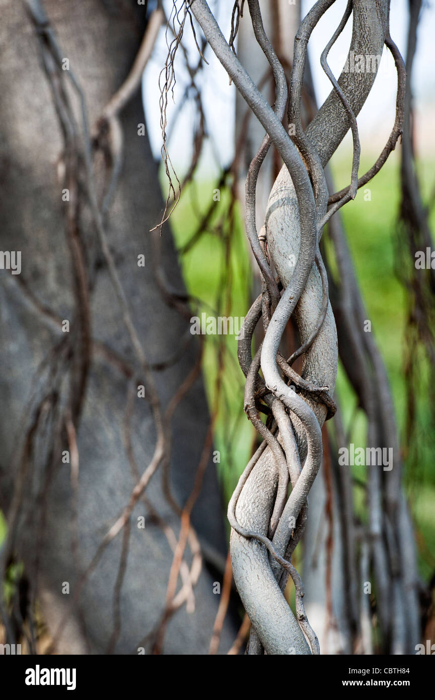 Aerial prop roots hi-res stock photography and images - Alamy