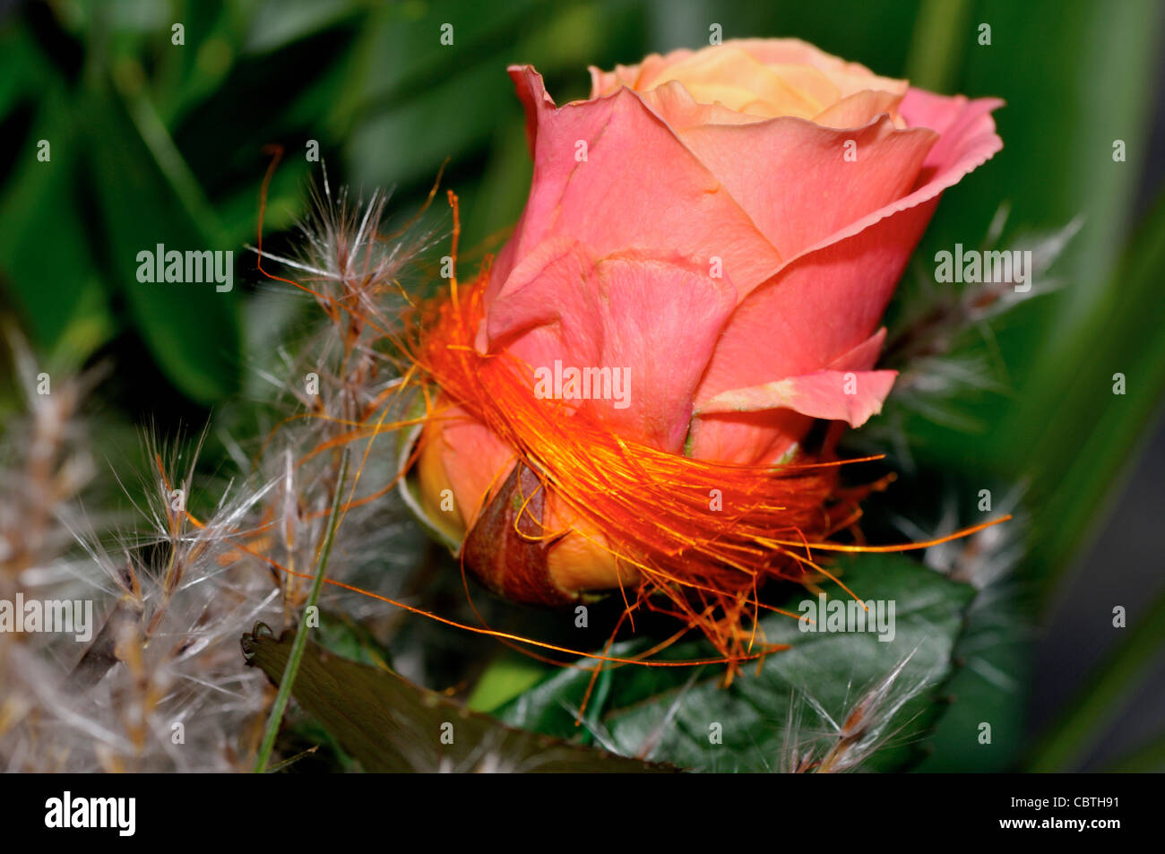 Roses at the flower market in Poland Stock Photo - Alamy