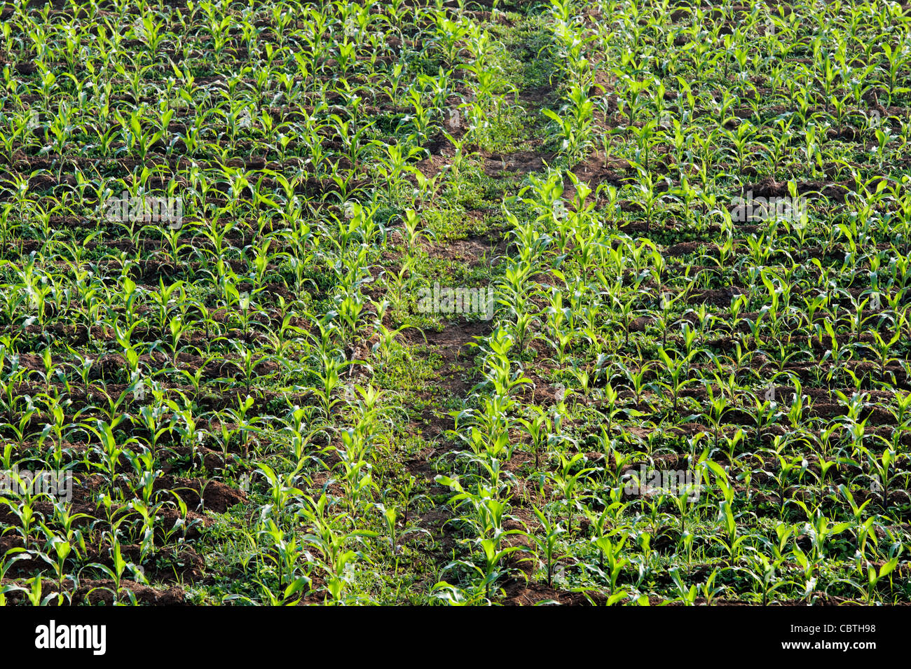 Young Corn / Maize plants in an Indian field. Andhra Pradesh, India ...