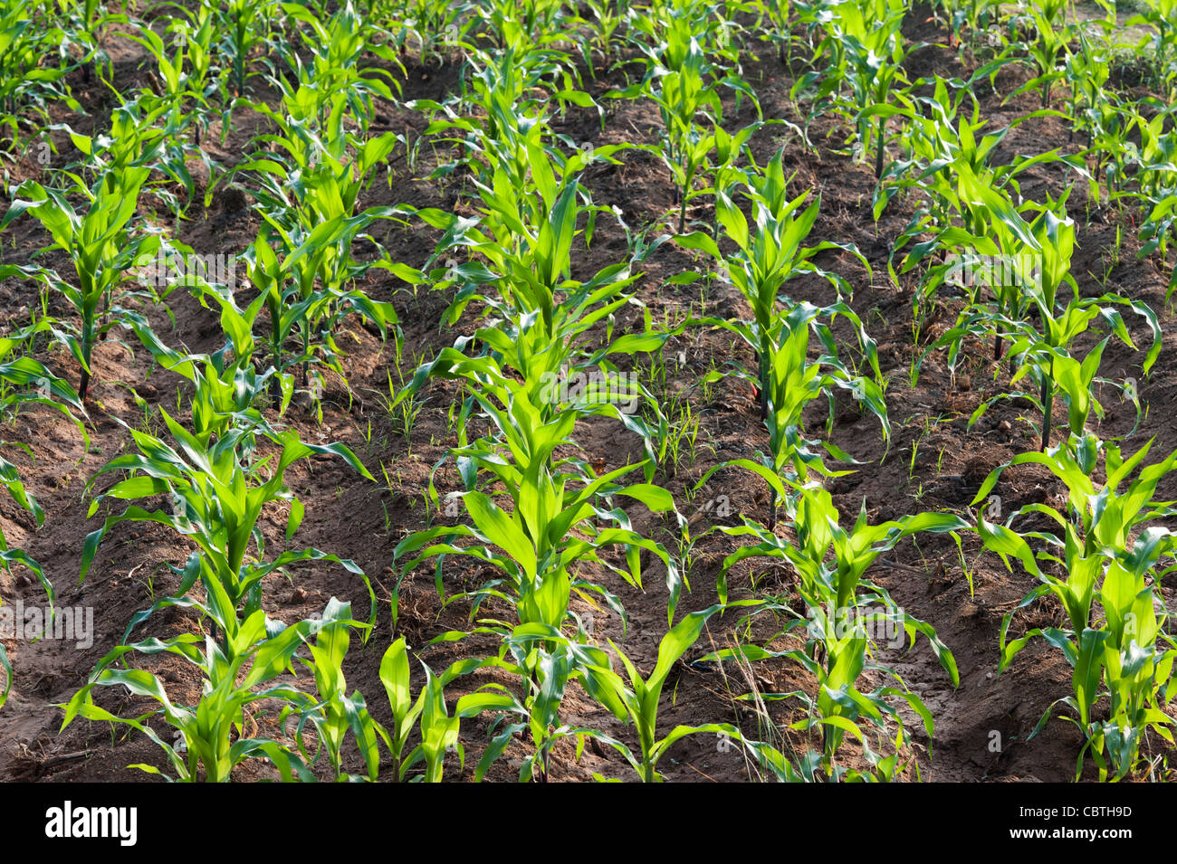 Young Corn / Maize plants in an Indian field. Andhra Pradesh, India ...