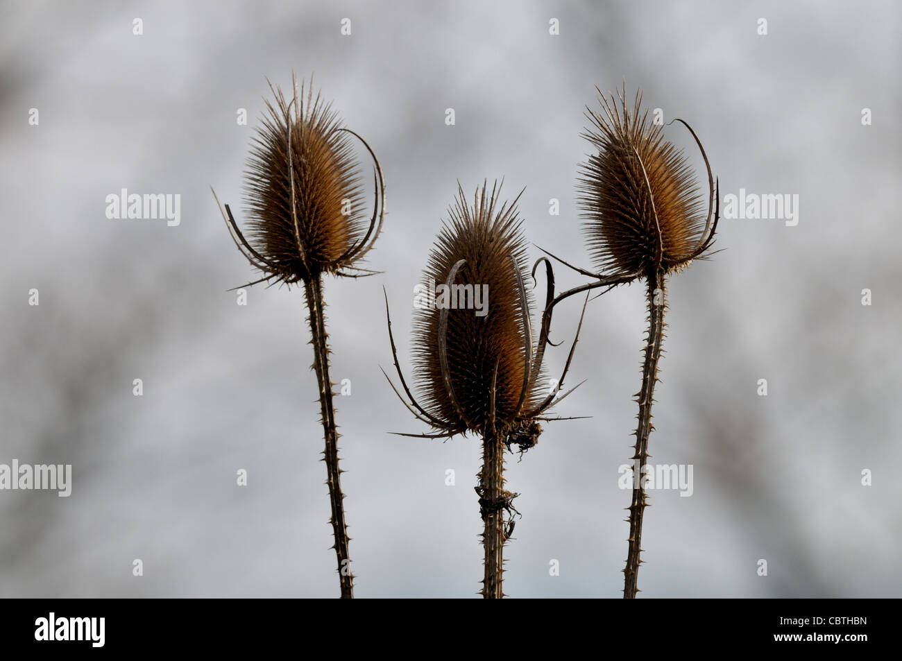 Decorative thistle hi-res stock photography and images - Alamy