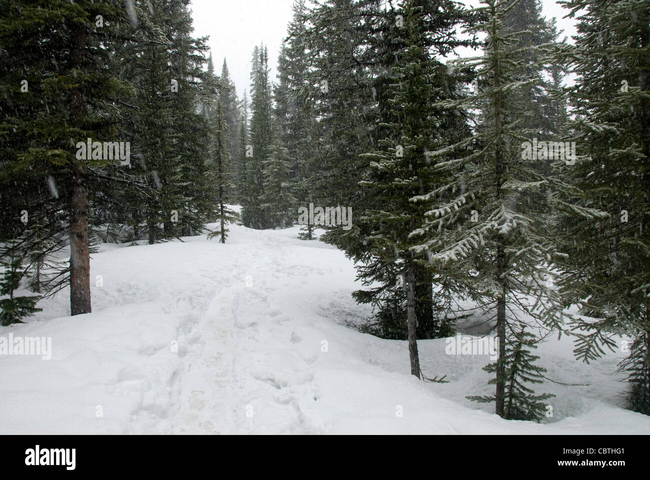 Path through snow in pine forest, Peyto Lake, Icefields Parkway ...