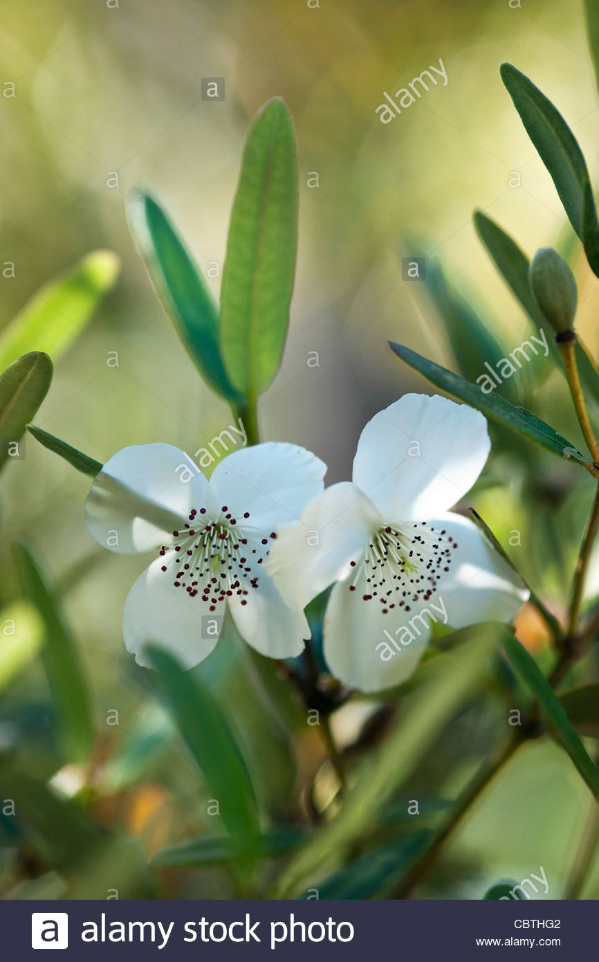 Eucryphia Stock Photos & Eucryphia Stock Images - Alamy