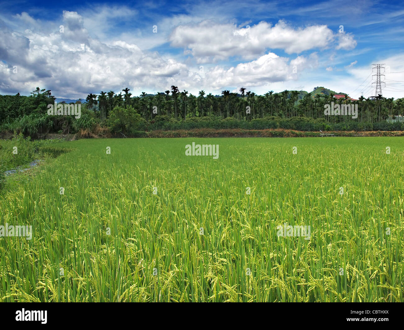 A lush rice field in southern Taiwan that will soon be ready for ...