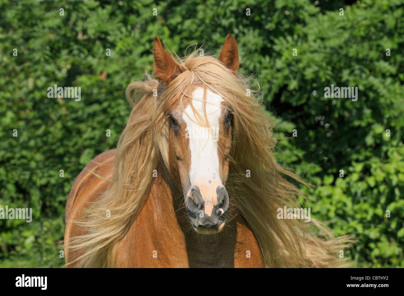 Irish Tinker horse, rare chestnut color Stock Photo - Alamy