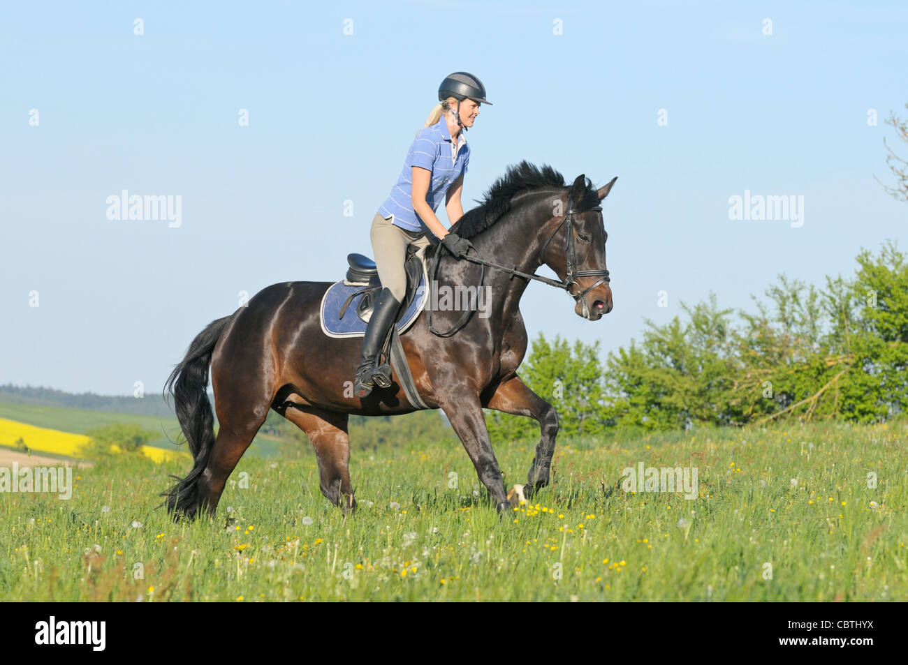 Horses galloping forward hi-res stock photography and images - Alamy