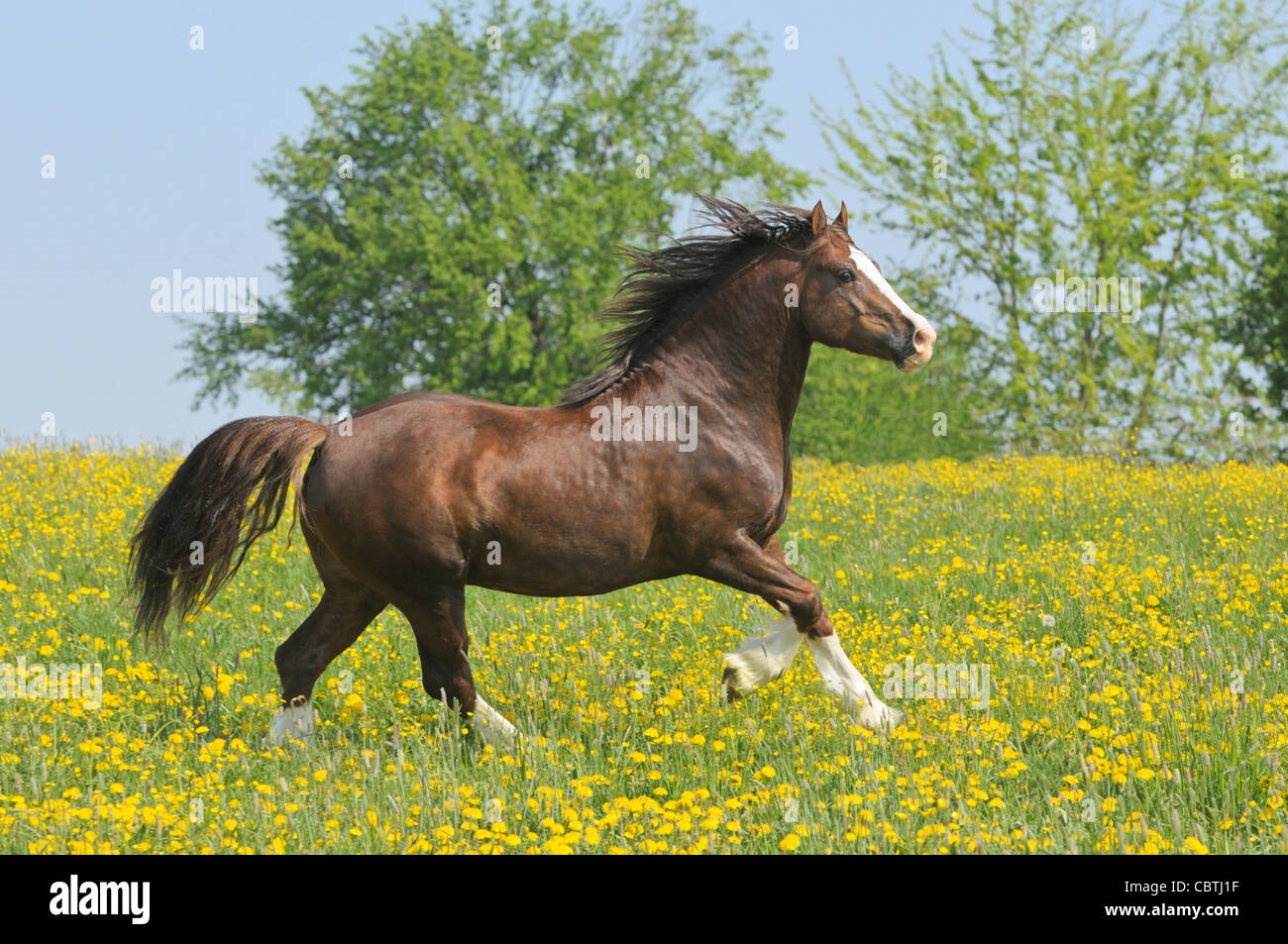 Welsh pony hi-res stock photography and images - Alamy