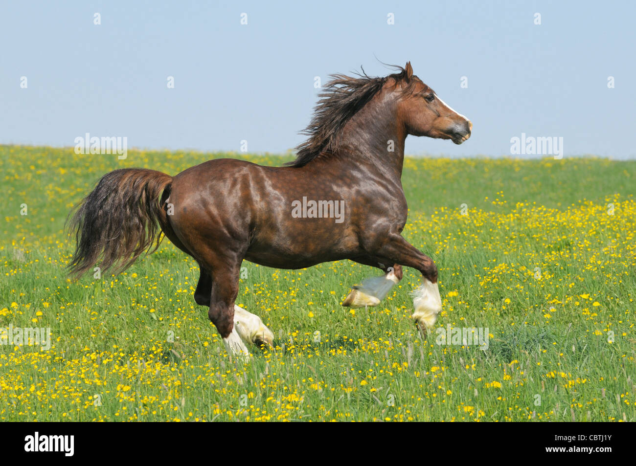 Welsh pony stallion galloping in the field Stock Photo - Alamy