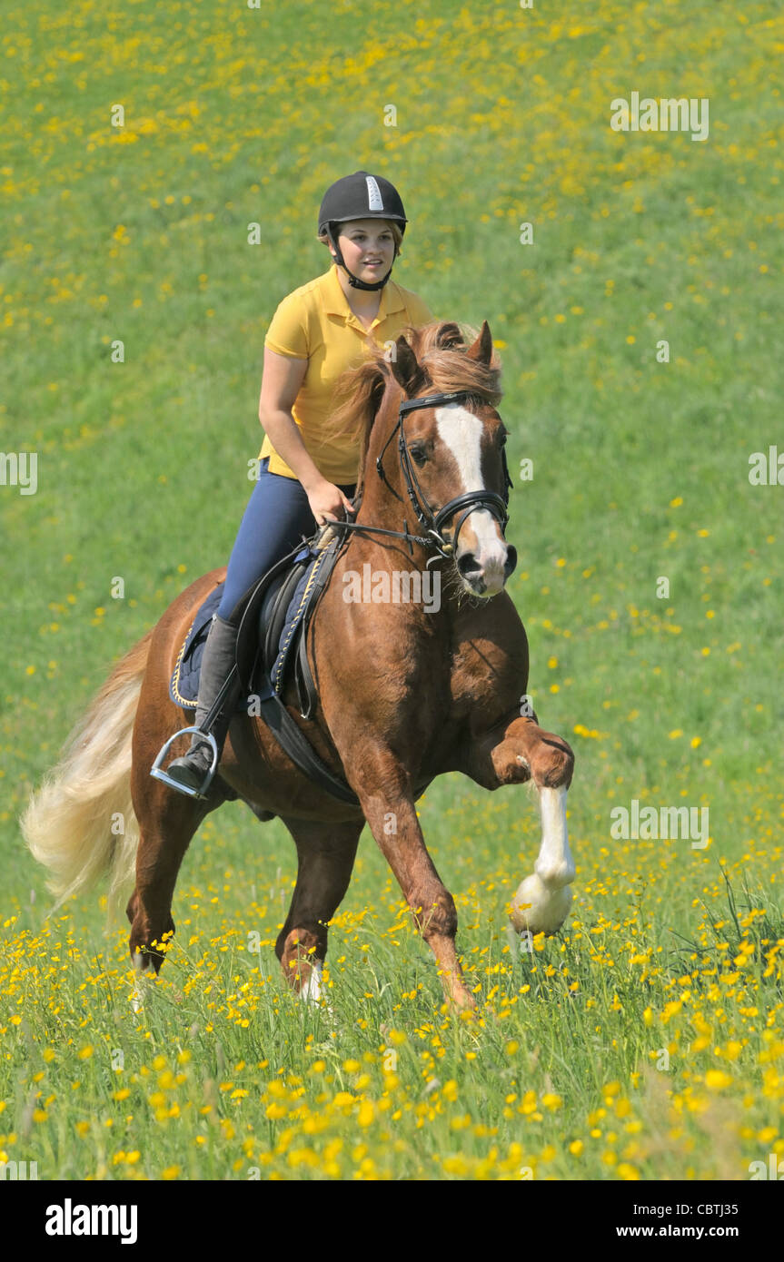 Welsh cob horses hi-res stock photography and images - Alamy