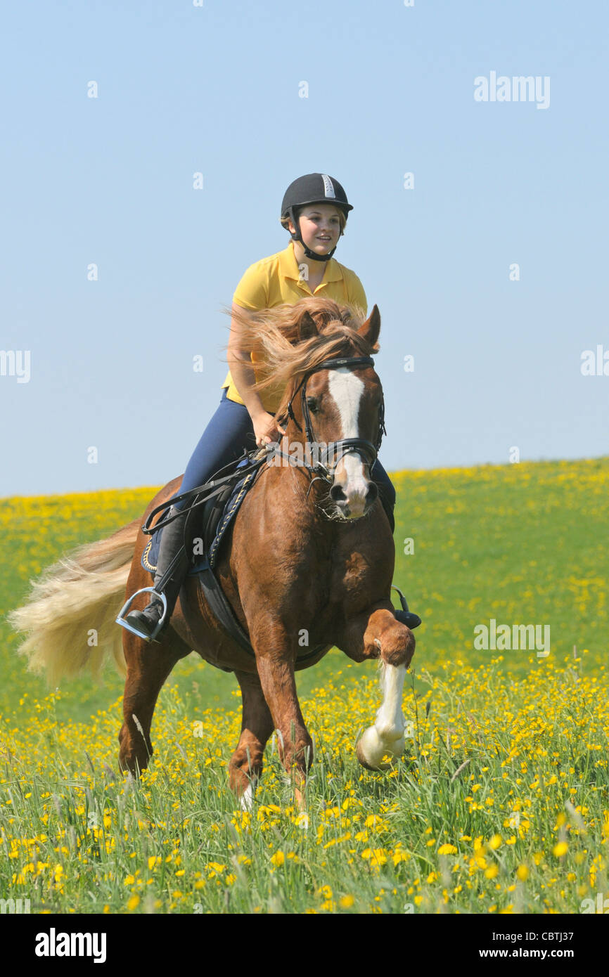 Welsh Section D High Resolution Stock Photography and Images - Alamy