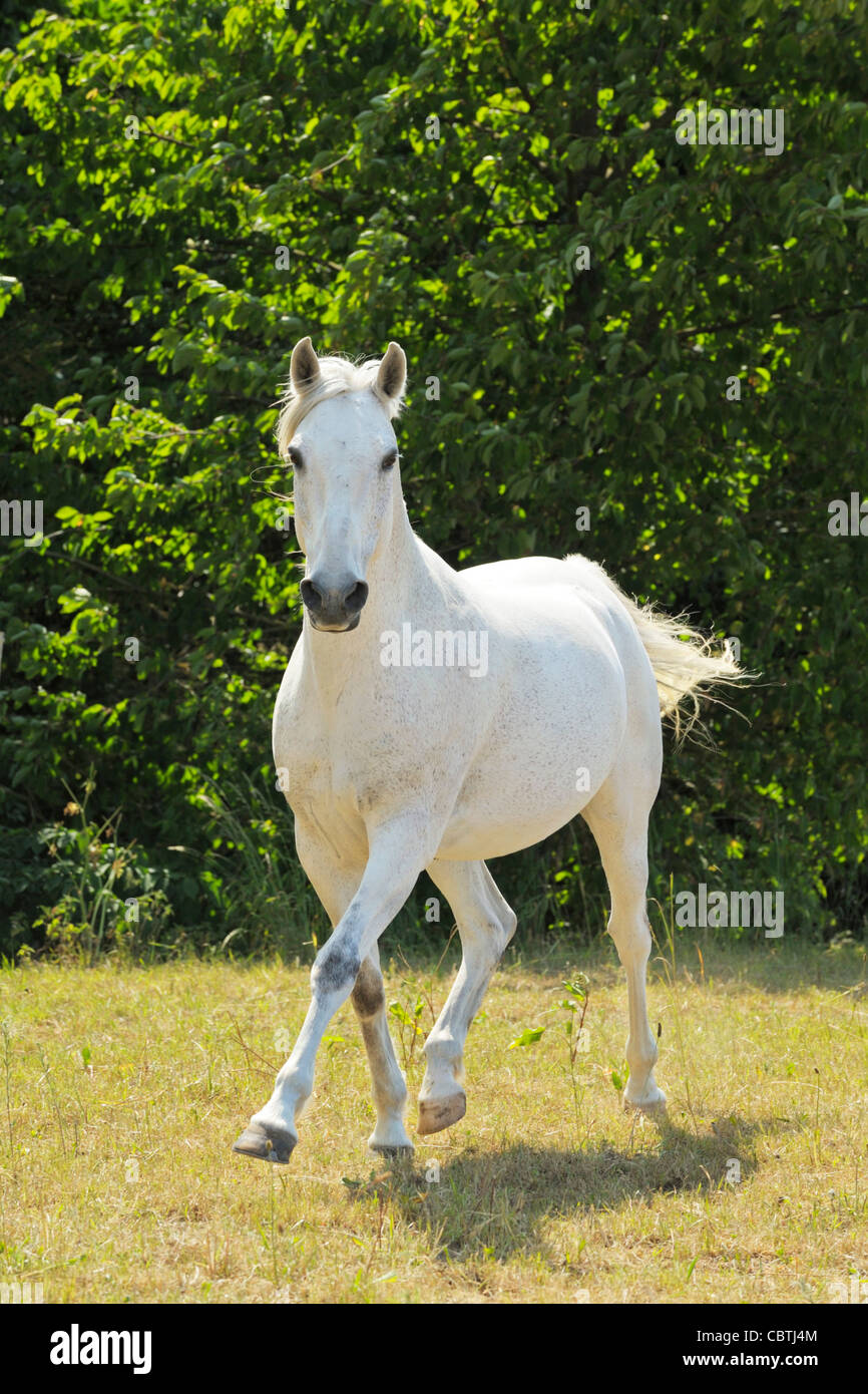 Grey arab trot hi-res stock photography and images - Alamy