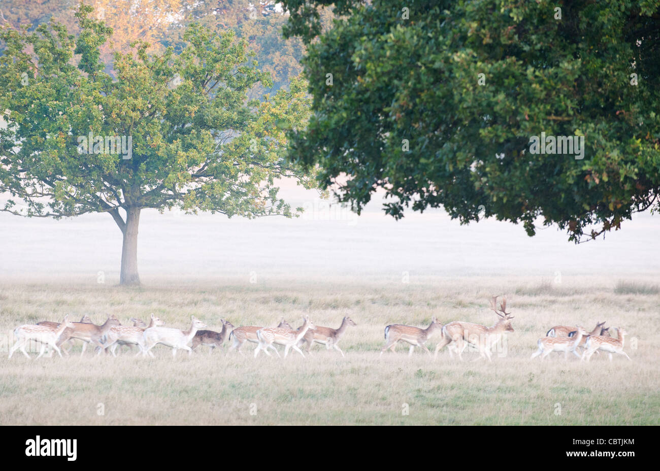 Deer in Richmond Park, Surrey, UK Stock Photo - Alamy