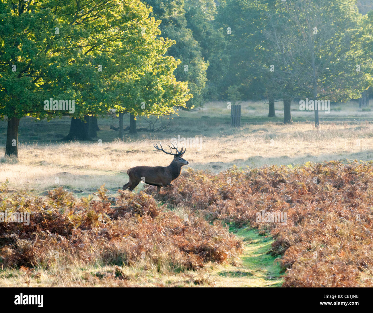 Red deer stag during the rutting season, Richmond Park, Surrey, UK ...