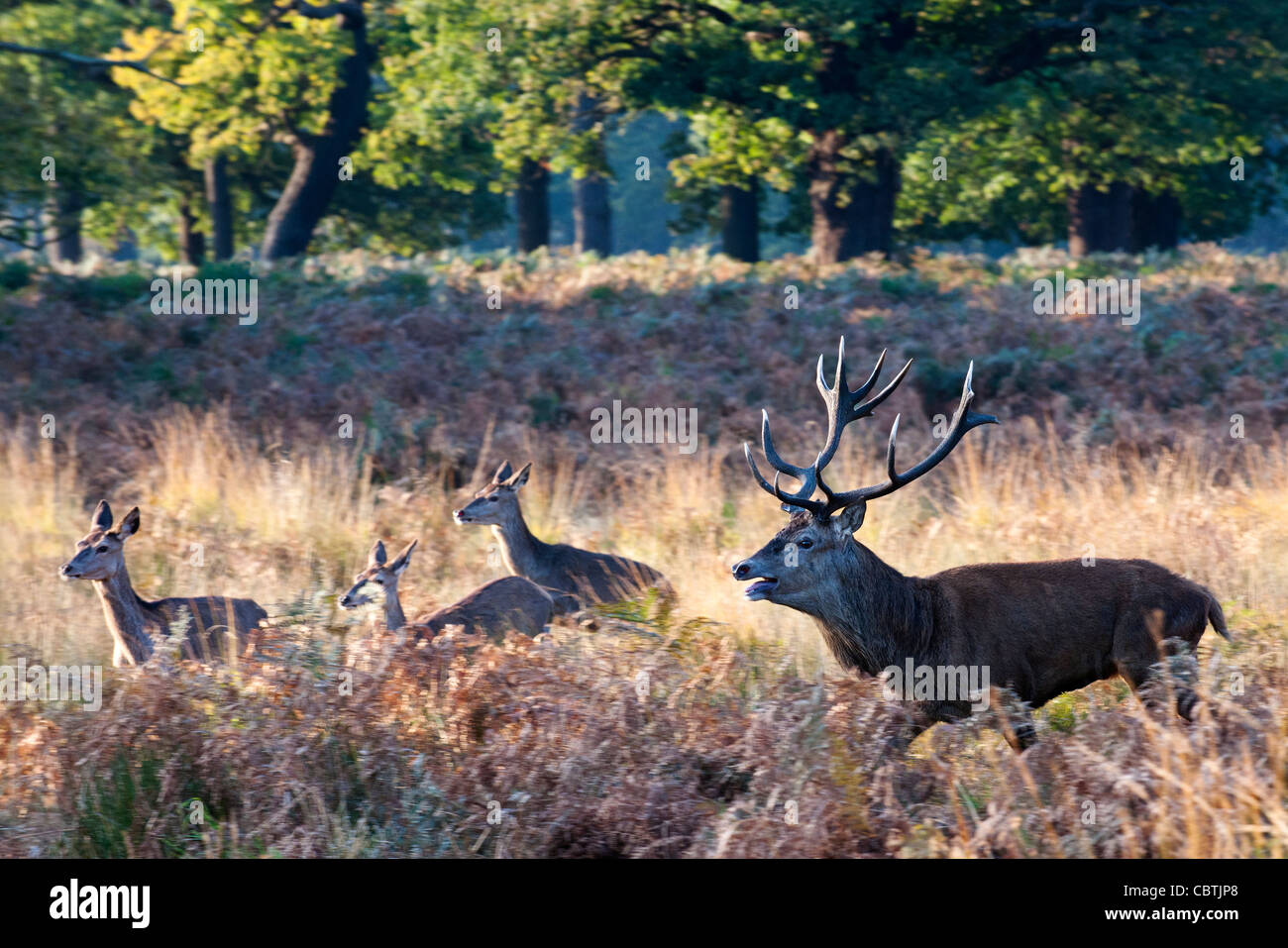 Herd of red deer running through Richmond Park, Surrey, UK Stock Photo ...