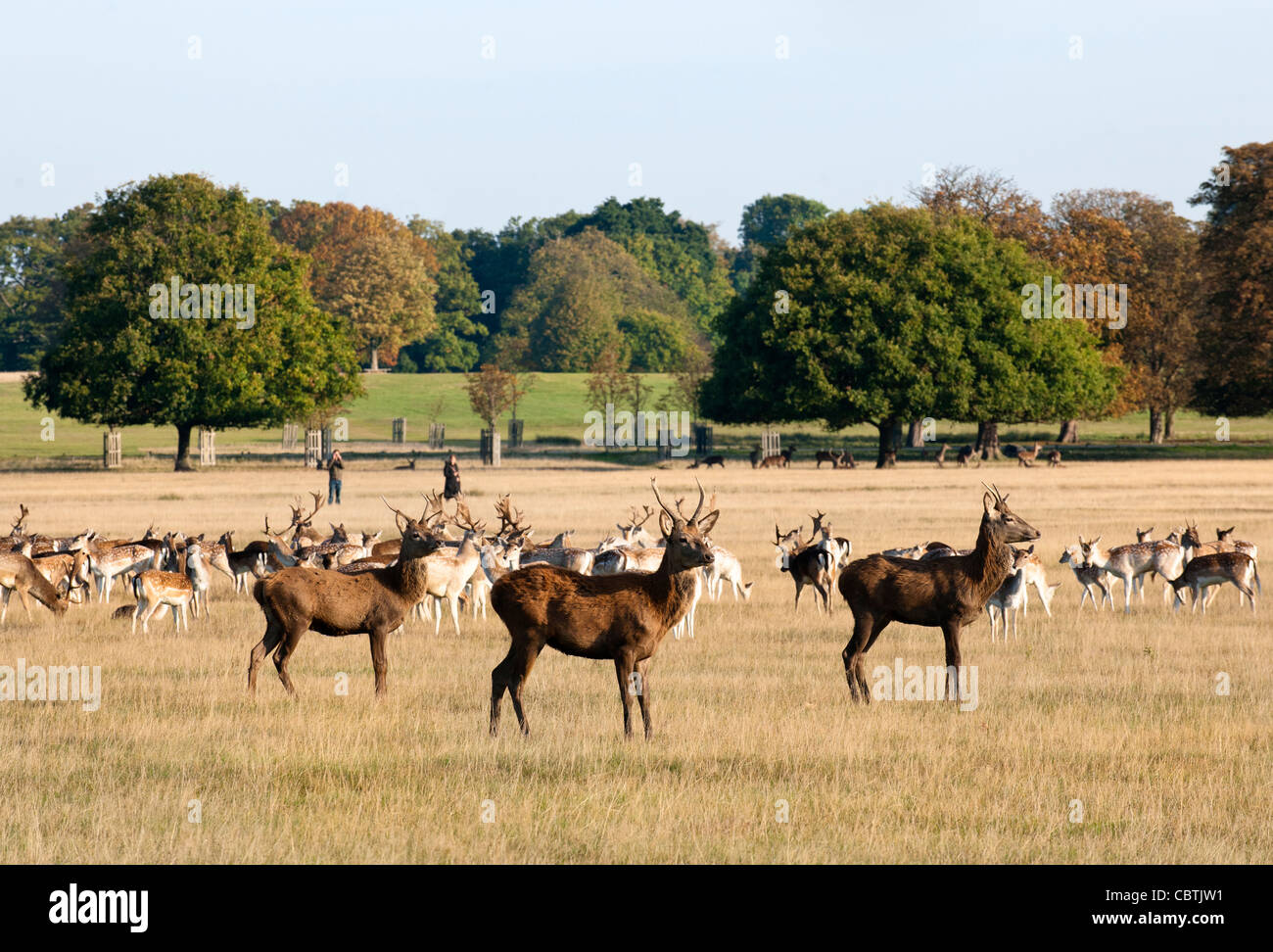 Herd of red and fallow deer during rutting season, Richmond Park ...