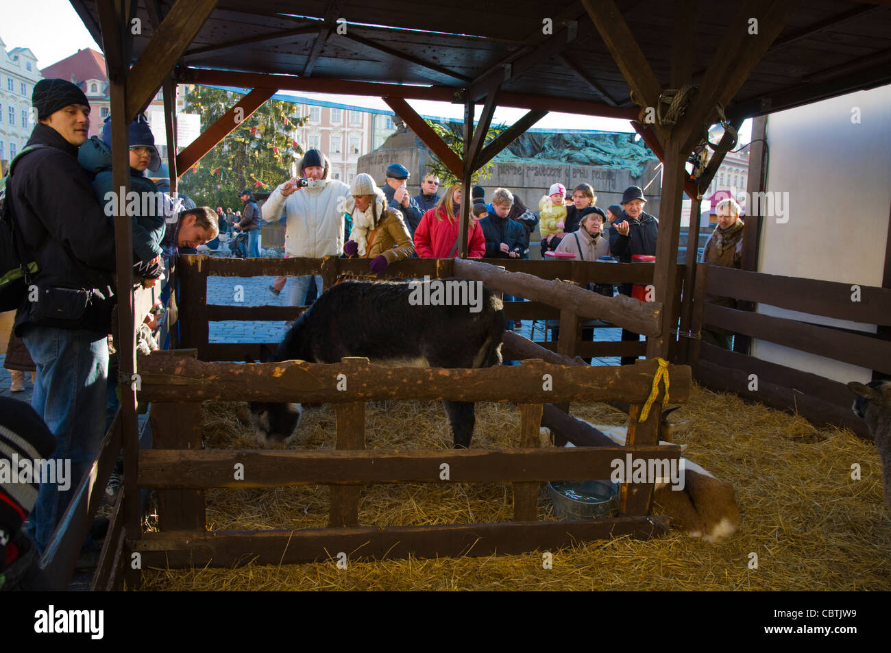 Donkey square hi-res stock photography and images - Alamy