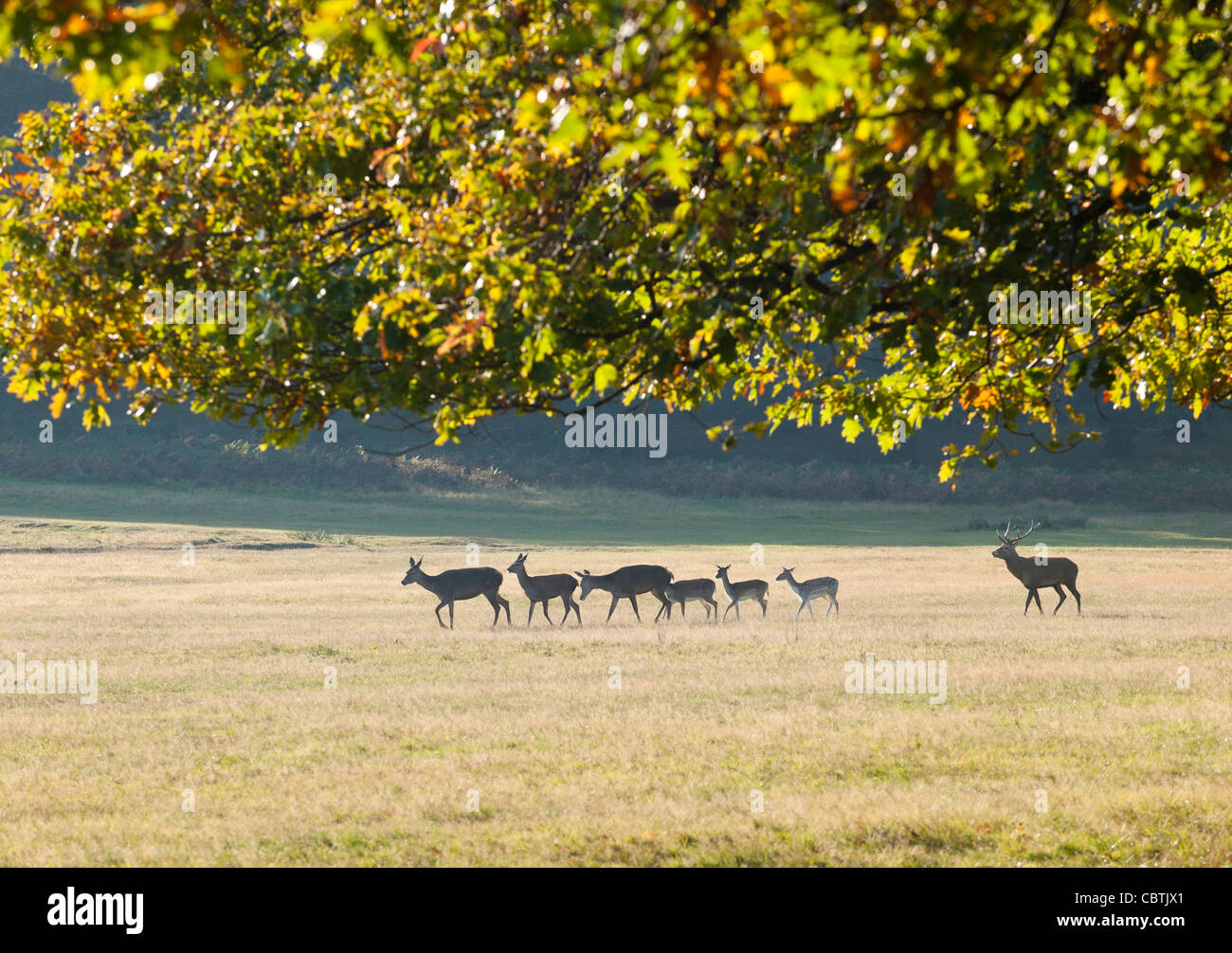 Fallow Deer Uk Rut High Resolution Stock Photography and Images - Alamy