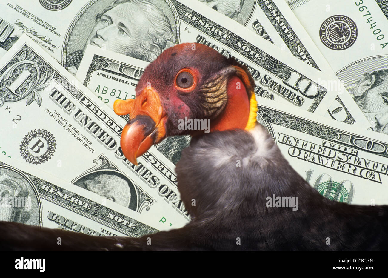 Vulture with money Stock Photo - Alamy
