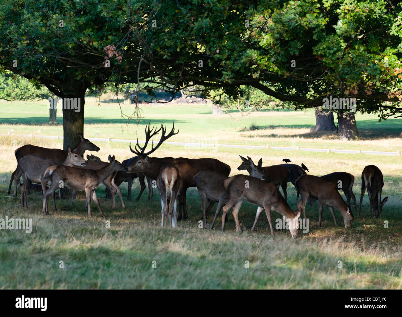 A herd of red deer in Richmond Park, Surrey, UK Stock Photo - Alamy
