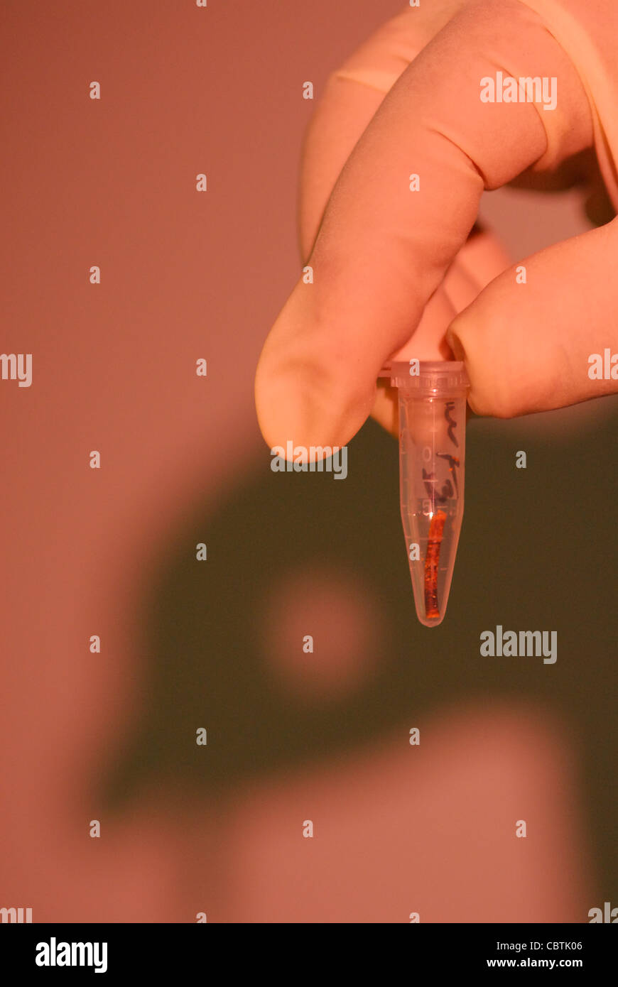 DNA tests on the Royal Mummy of Hatshepsut and her relatives Nefertari ...